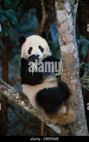 Great Panda eating bamboo, Ailuropoda melanoleuca, Wolong Valley ...