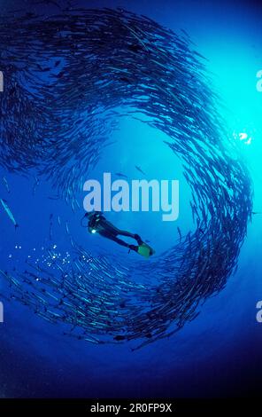 Blackfin barracuda, Sphyraena qenie, Sudan, Africa, Red Sea Stock Photo ...