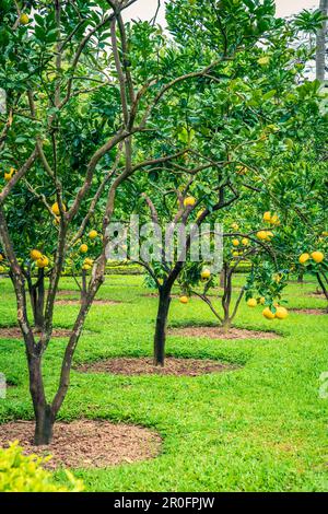 Pomelo fruit in garden Stock Photo - Alamy