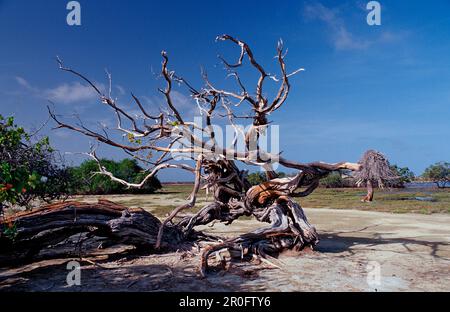 Dead tree Netherlands Antilles Bonaire Bonaire Stock Photo - Alamy