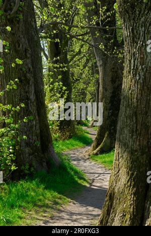 Path between trees Stock Photo - Alamy