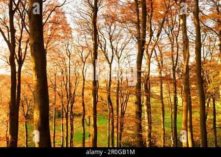 Grafenberg forest in autumn, Dusseldorf, North Rhine-Westphalia ...