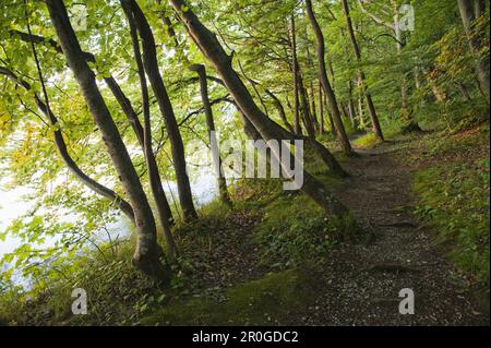 Forest trail, Berg, Upper Bavaria, Germany Stock Photo - Alamy