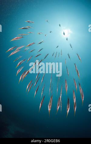 Shoal of Razorfish, Centriscus scutatus, Raja Ampat, West Papua ...
