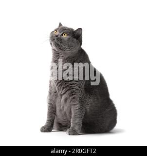 A fat shorthair cat with big red eyes lies on a white background ...