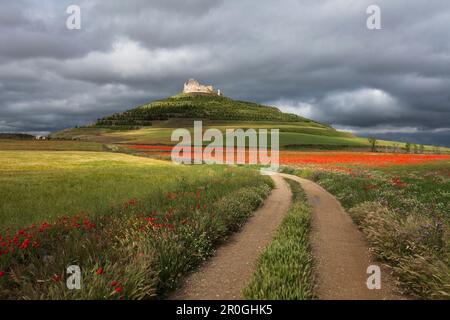 Castle ruins Castrum Sigerici from the 8th century, Castillo ...