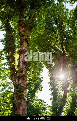 chestnut on tree in sunlight in early autumn Stock Photo - Alamy