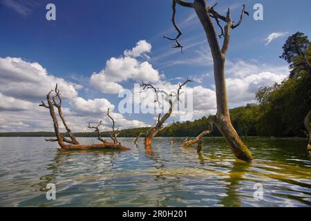 Stechlinsee in Brandenburg, Stechlin-Ruppiner Land nature Park, Germany ...