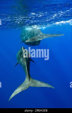 Social bahavior of Sperm Whale, Physeter macrocephalus, Caribbean Sea ...