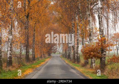 Alley of birch trees, Haemelheide, Lower Saxony, Germany Stock Photo ...