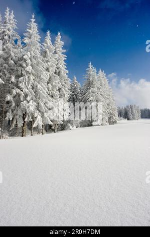 Snow covered fir trees, near Hinterzarten, Black Forest, Baden ...