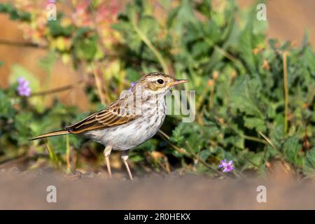 Canarian pitpit, Berthelot's Pipit (Anthus berthelotii), standing ...
