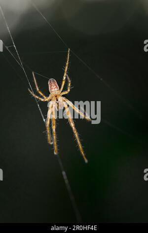 Autumn orbweaver (Metellina cf. segmentata, Meta cf. segmentata), male ...