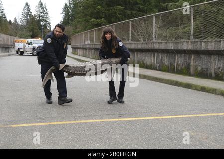 ANIMAL CONTROL, from left: Ravi Patel, Grace Palmer, Andrew Zachar ...