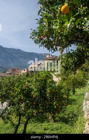 Orange tree, Majorca, Balearics, Spain Stock Photo - Alamy