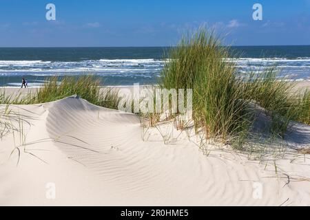 Dunes with grass, Ammophila arenaria, Spiekeroog Island, National Park ...