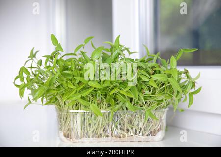 Mung bean sprouts in plastic container on white background Stock Photo ...