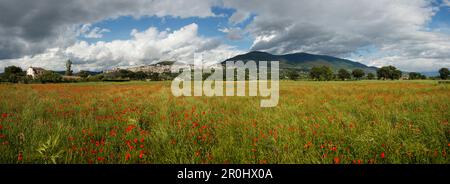 panorama of Assisi with poppy field, UNESCO World Heritage Site, St ...
