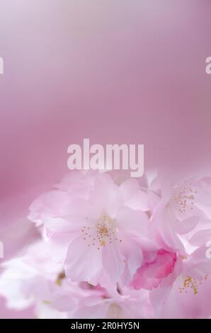 Flowering cherry, Prunus Accolade, Deutschland, Germany, Europe Stock ...