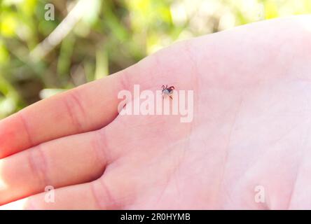 Tick crawls on human palm. Ixodes ricinus spreading tick-borne ...