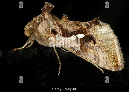 Looper moth (Chrysodeixis eriosoma) on black background Stock Photo - Alamy