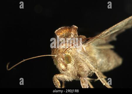 Looper moth (Chrysodeixis eriosoma) on black background Stock Photo - Alamy
