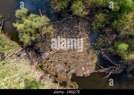 Floating pile of debris from branches and plastic accumulated in the ...