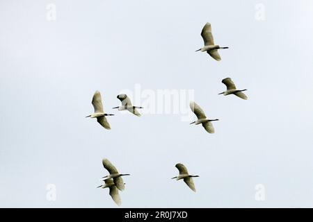 A flock of great egrets flying over Lamma Island in Hong Kong Stock ...