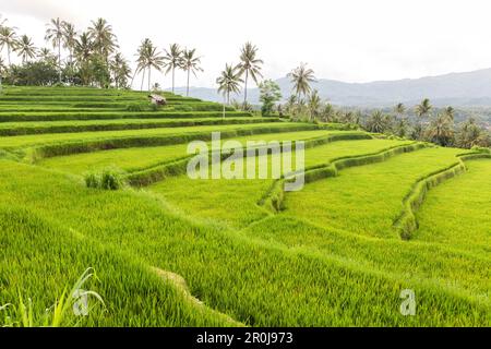 Rice terraces, Mayong, Seririt, Buleleng, Indonesia Stock Photo - Alamy