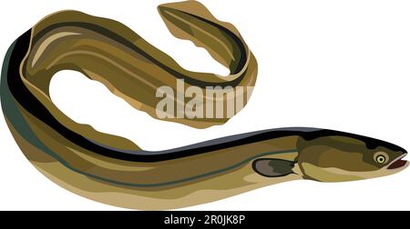 Eel vector illustration, cartoon clipart, animal in flat style. Sea ...
