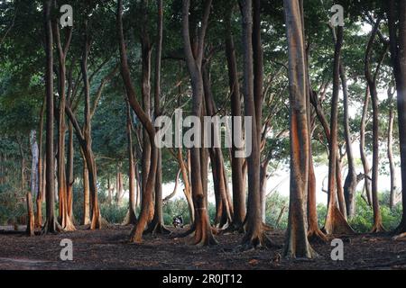 Badak trees, forest, Havelock Island, Andaman Islands, Union Territory ...