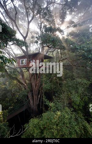 Treehouse Room 601, Treehouse 1 at Vythiri Resort near Lakkidi, Wayanad ...