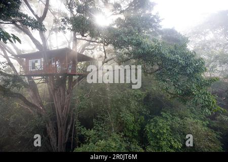 Treehouse Room 601, Treehouse 1 at Vythiri Resort near Lakkidi, Wayanad ...