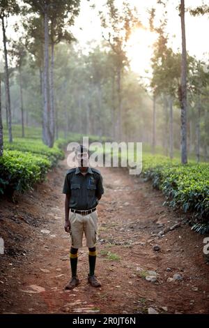 Walk through tea plantation and Silver Oak Trees at Woodhouse Mansion ...