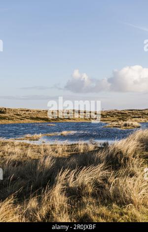Nature reserve at Ellenbogen, island of Sylt, Schleswig-Holstein, north ...