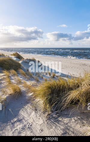 Nature reserve on the island of Sylt with sign No Passage. Two sheep ...