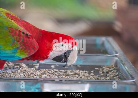 Red macaw eatting nature food with blur background Stock Photo - Alamy