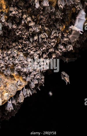 A closeup shot of a bat in a cave at night Stock Photo - Alamy