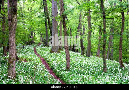 Wild garlic, Steigerwald Nature Park, Lower Franconia, Bavaria, Germany ...