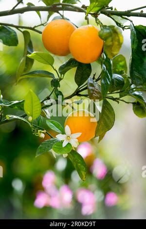 citrus plantation, Fornalutx, Serra de Tramuntana, Majorca, Balearic ...