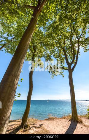 Brodtener shore, cliff at the Baltic Sea, aerial view 08/31/2022 ...