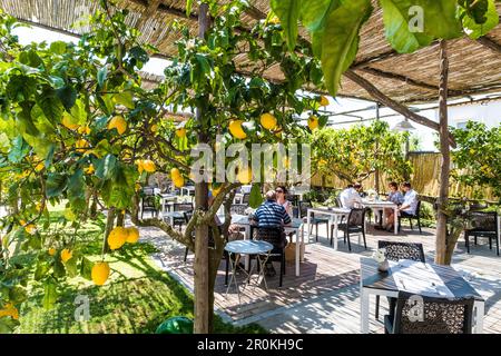 lemon tree at the restaurant La Zagara at Anacapri, island Capri, Golf ...