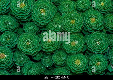 Rhodiola rosea (commonly golden root, rose root, roseroot) growing in ...