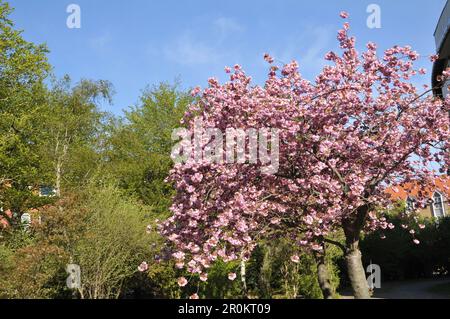 Copenhagen /Denmark/09 May 2023/ Cherry blossom flowers in danis ...