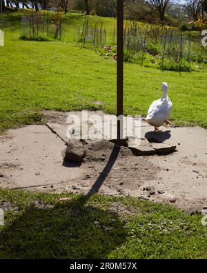 A duck posing on one leg at the edge of the canal Stock Photo - Alamy