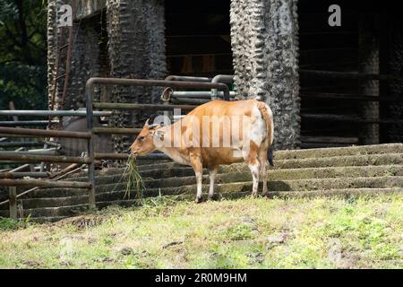 Indonesian buffalo inside the cage in the zoo Stock Photo - Alamy