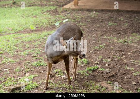 Indonesian deer inside the cage in the zoo Stock Photo - Alamy