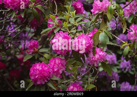 A large bush blooming Rhododendron in the botanical garden. Many pink ...
