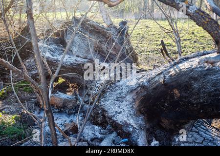 Burnt and charred fallen old big tree after a fire Stock Photo - Alamy