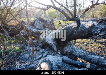 Burnt and charred fallen old big tree after a fire Stock Photo - Alamy